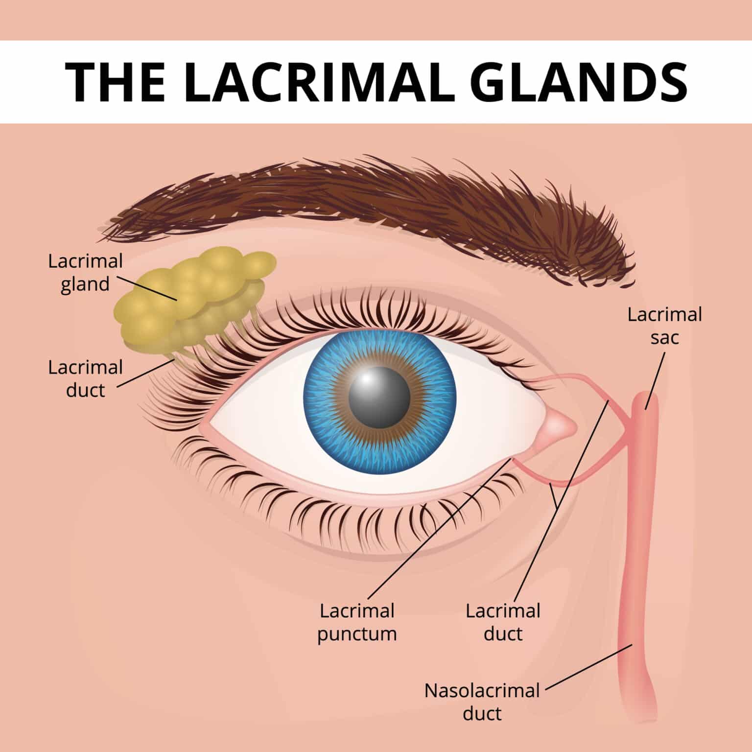 What Are Tear Duct And Eye Socket Disorders Takle Eye Group